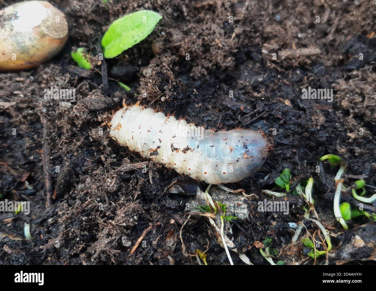 Observation large green insect larva hi-res stock photography and ...
