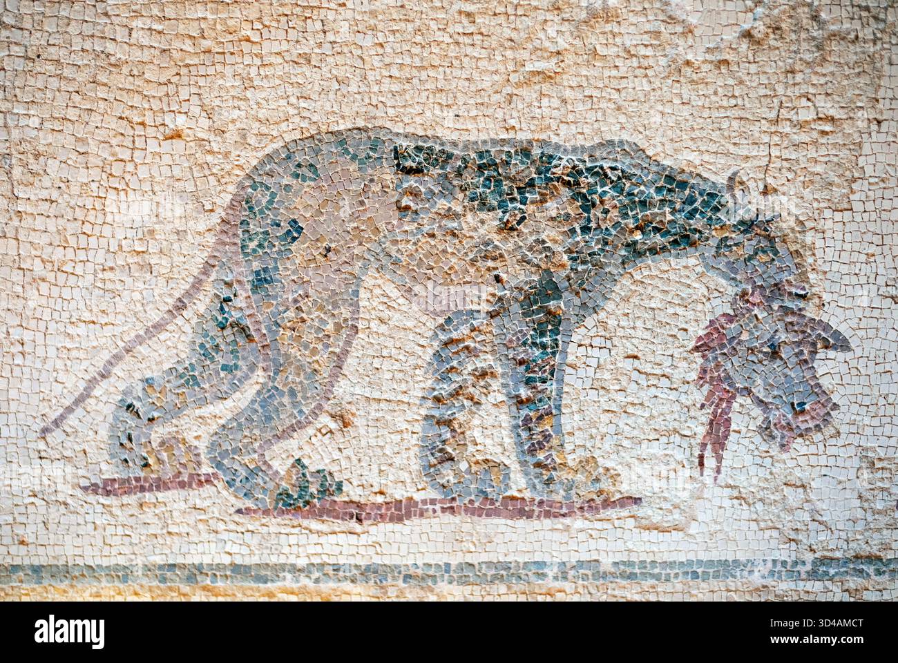 Roman floor mosaic depicting a leopard carrying an animal head in its ...