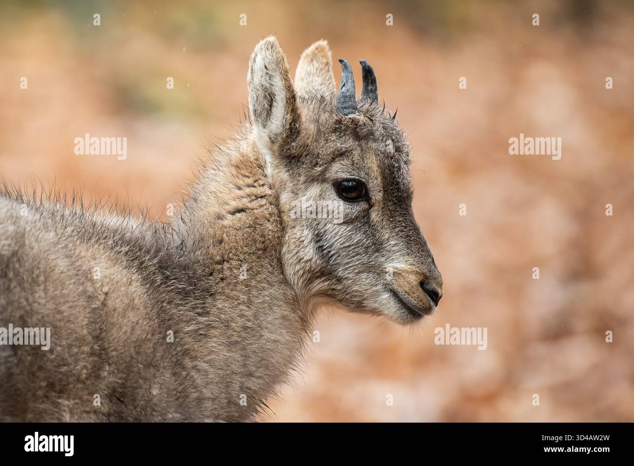 09 November 2025, Baden-Württemberg, Pforzheim: A young Alpine ibex ...