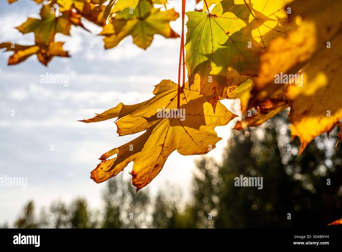 Die Blätter eines Ahornbaum im Gegenlicht der Sonne. Ahorn im Herbst ...