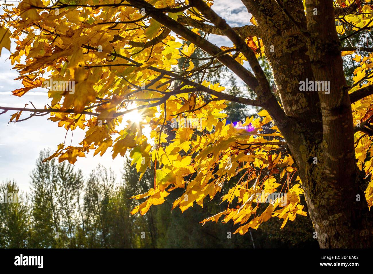 Die Blätter eines Ahornbaum im Gegenlicht der Sonne. Ahorn im Herbst ...