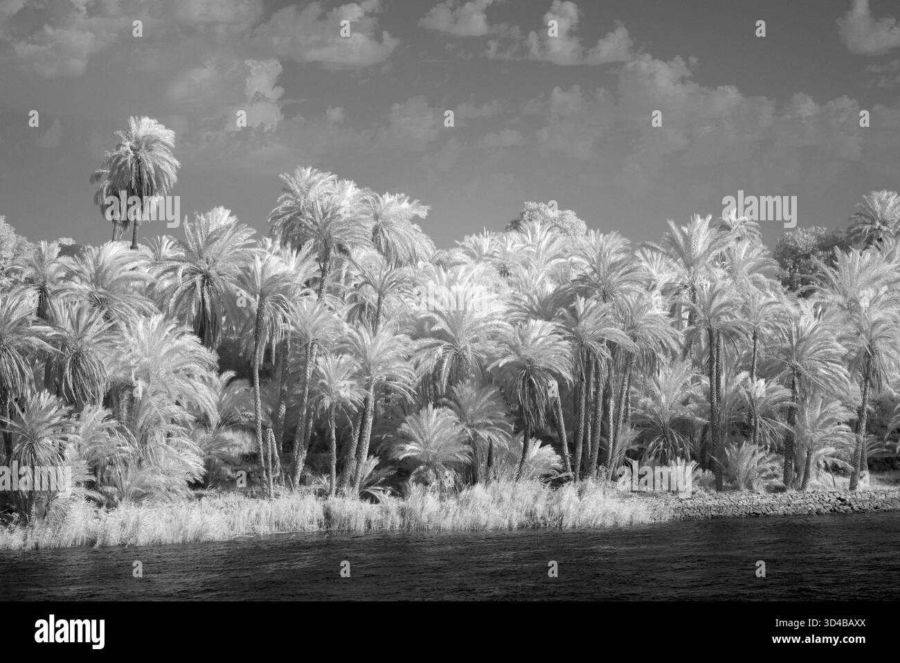 Palm trees on the east bank of the Nile River, north of Aswan, Egypt ...