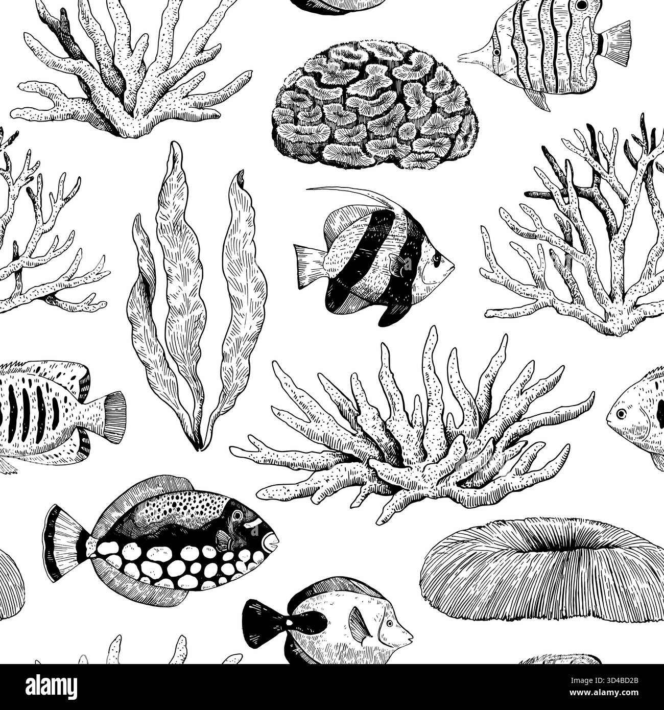 Diversity tropical fish in Black and White Stock Photos & Images - Alamy
