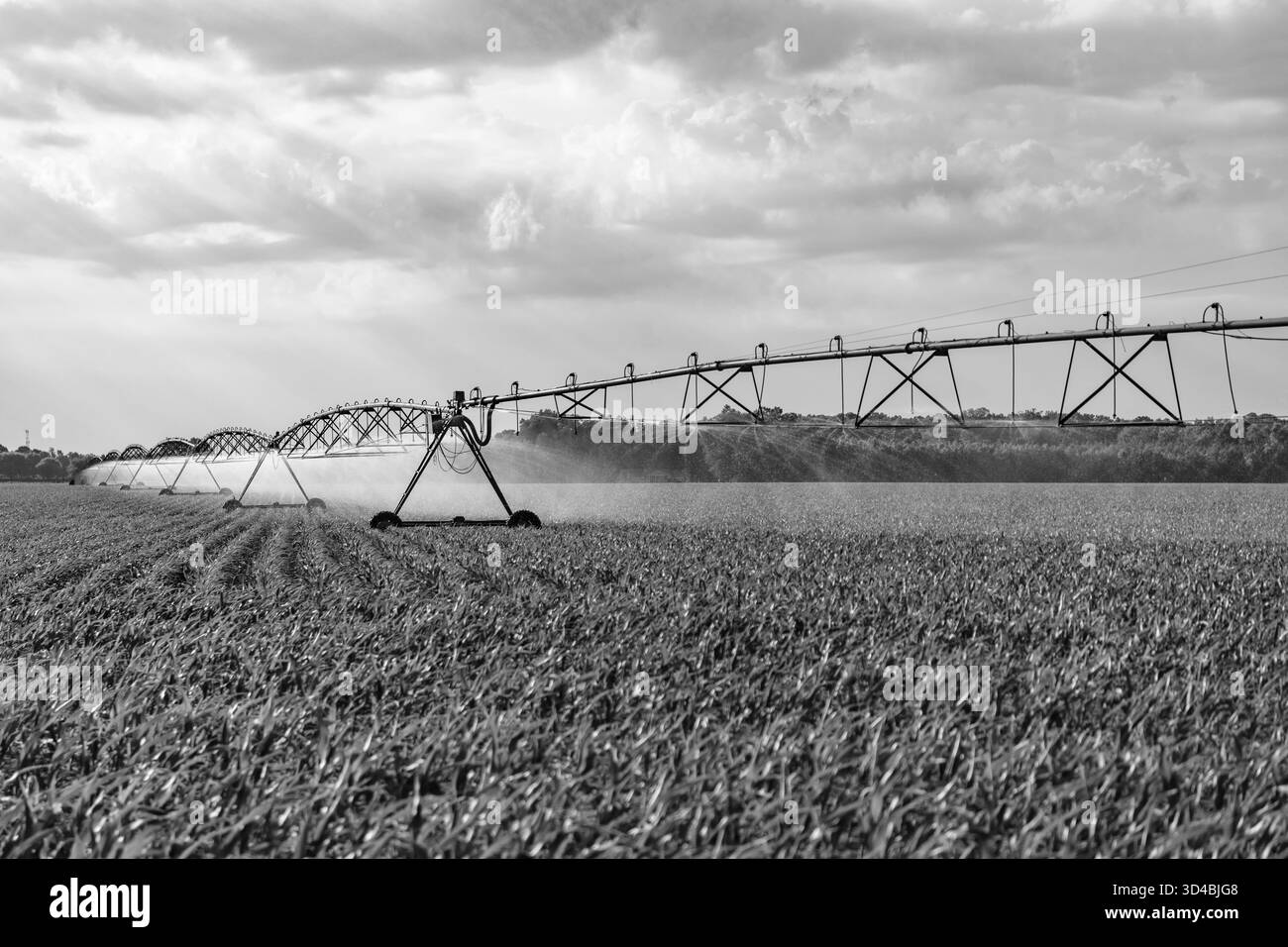 Water sprinkler irrigating crop field with drip irrigation system used ...