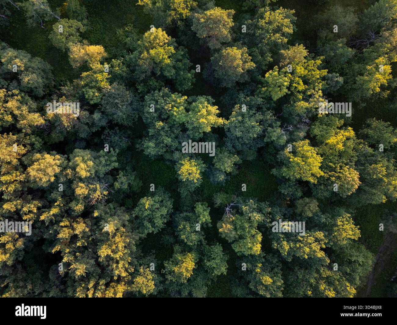 Green forest in an aerial view seen from directly above Stock Photo - Alamy