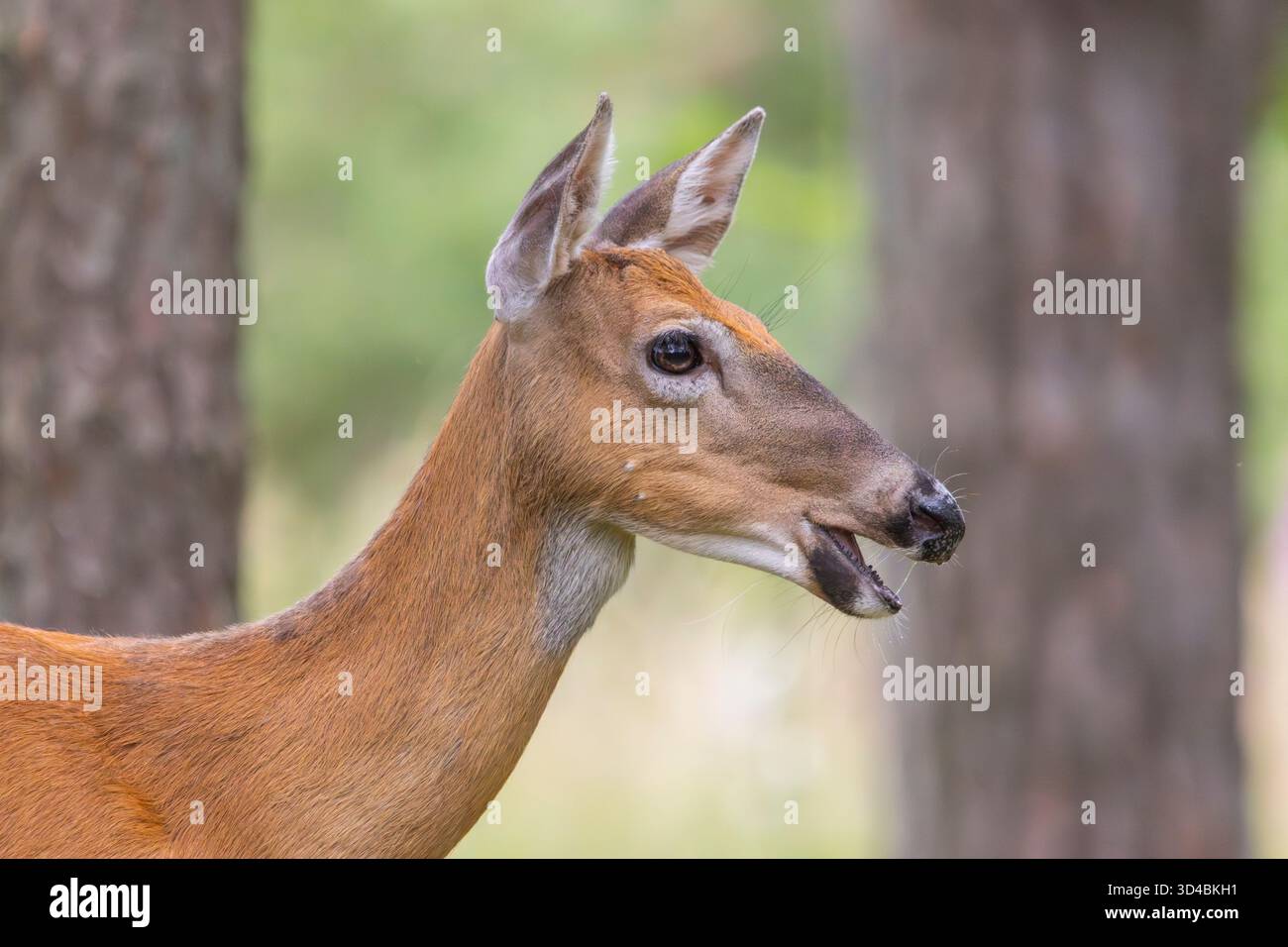 Flagging tail hi-res stock photography and images - Alamy
