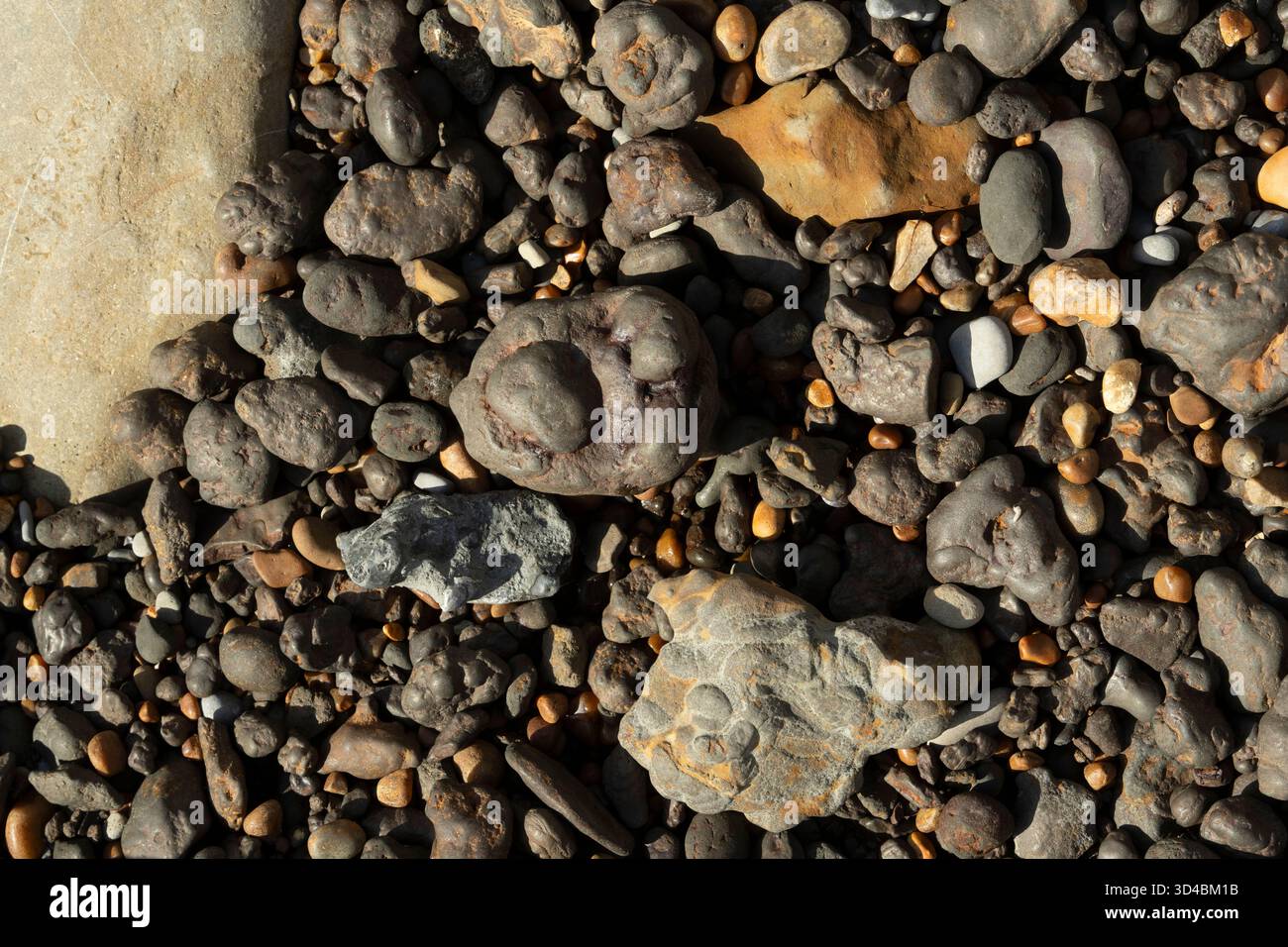 Fossils on the Jurassic Coast, Dorset, UK. These ancient ammonites and ...