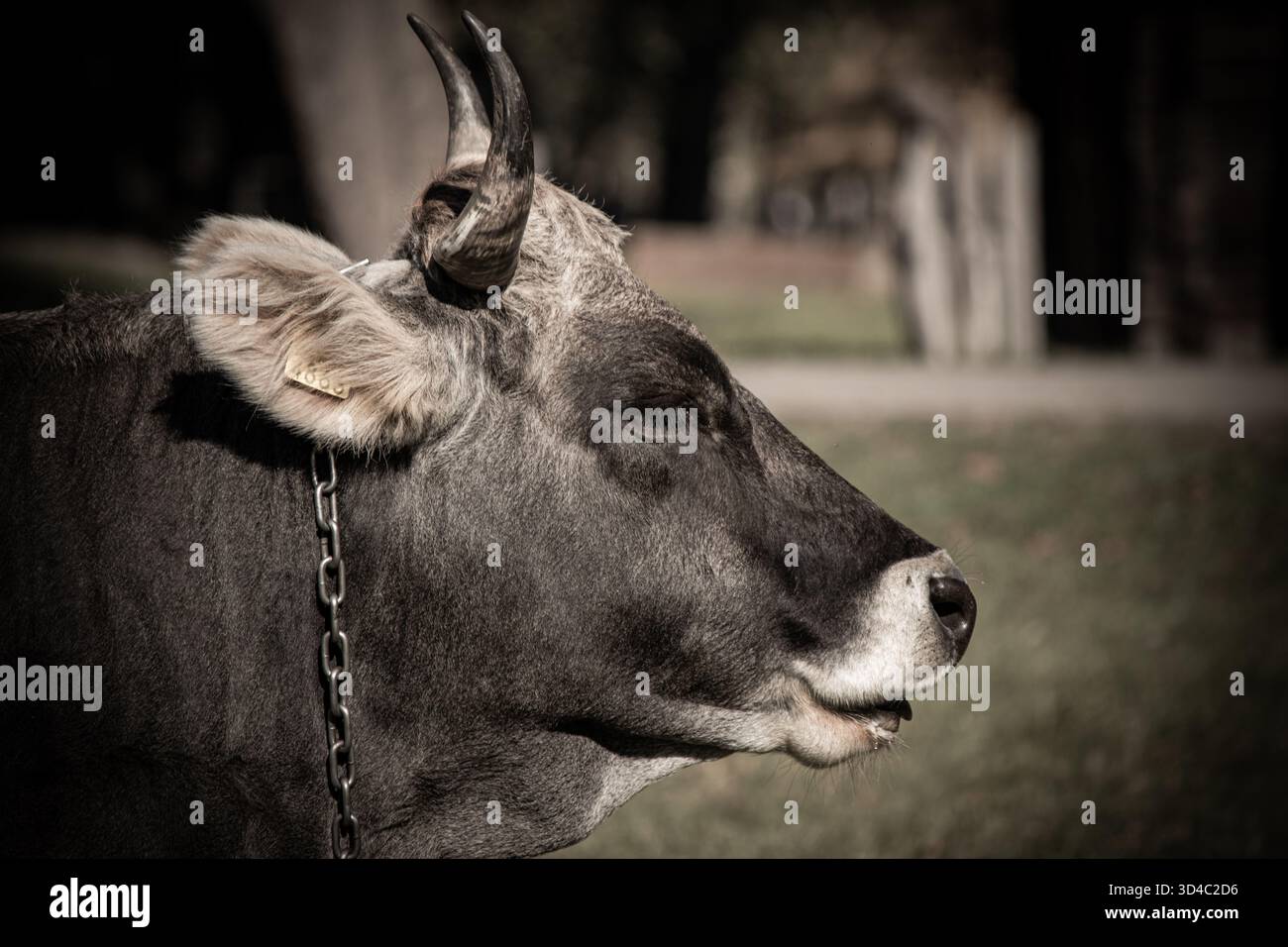 Cow standing calm on hi-res stock photography and images - Alamy