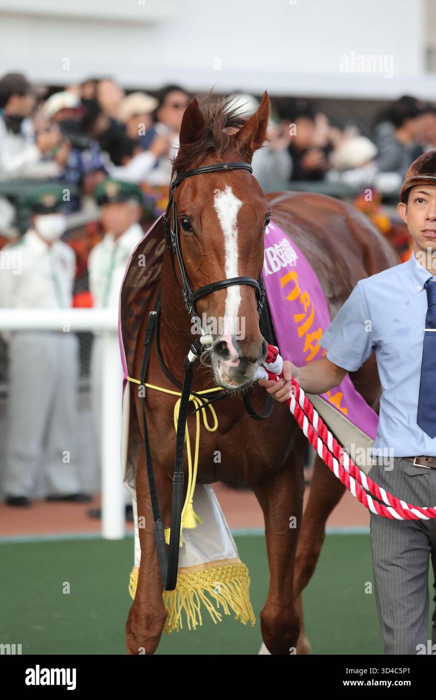 2025/11/01 KYOTO 11R THE KBS KYOTO SHO FANTASY STAKES / 1 / Festival Hill Kyoto Racecourse in ...