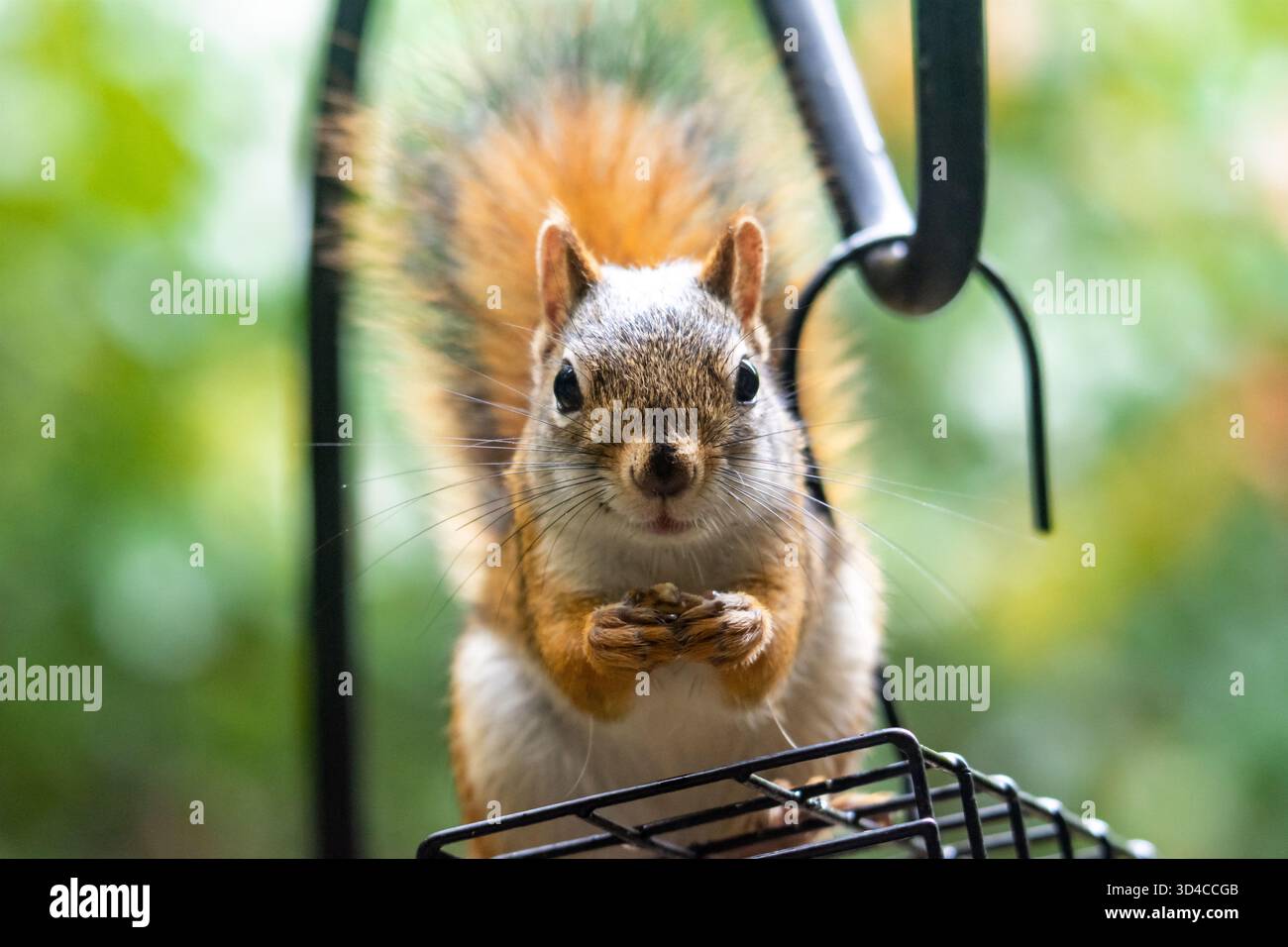 Close-up front view of an American Red Squirrel with its bushy tail ...