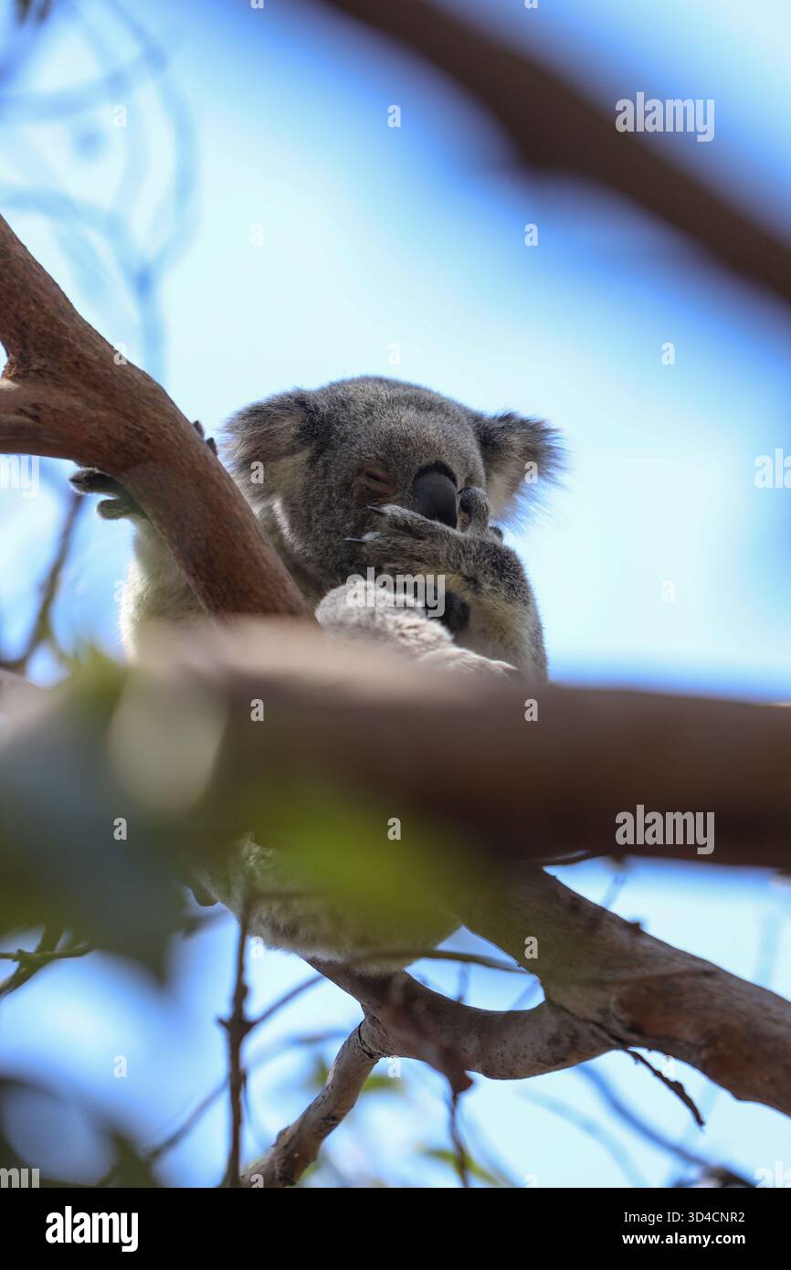 Koala with hand over mouth in tree that looks like it's laughing in ...