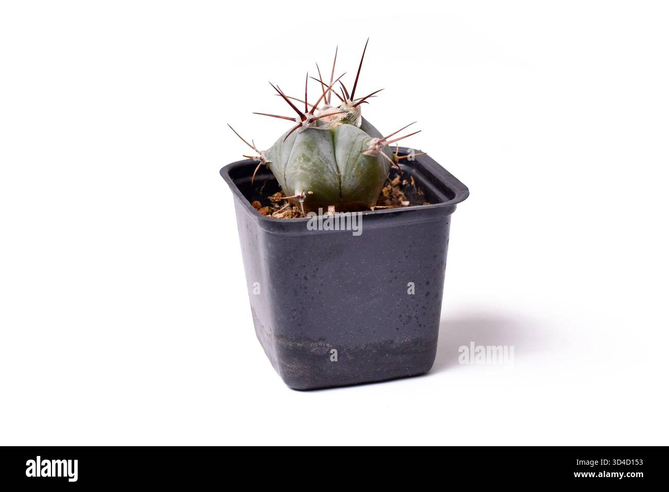 Side view of small 'Echinocactus Ingens' cactus plant in black square ...