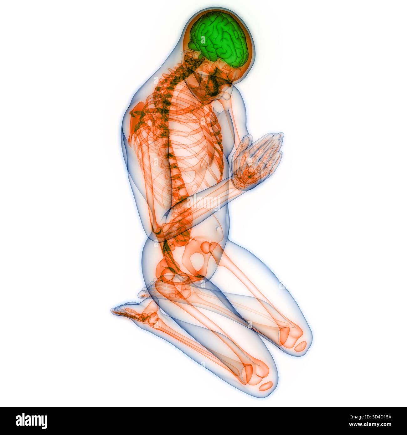 Central Organ of Human Nervous System Brain Anatomy Stock Photo - Alamy