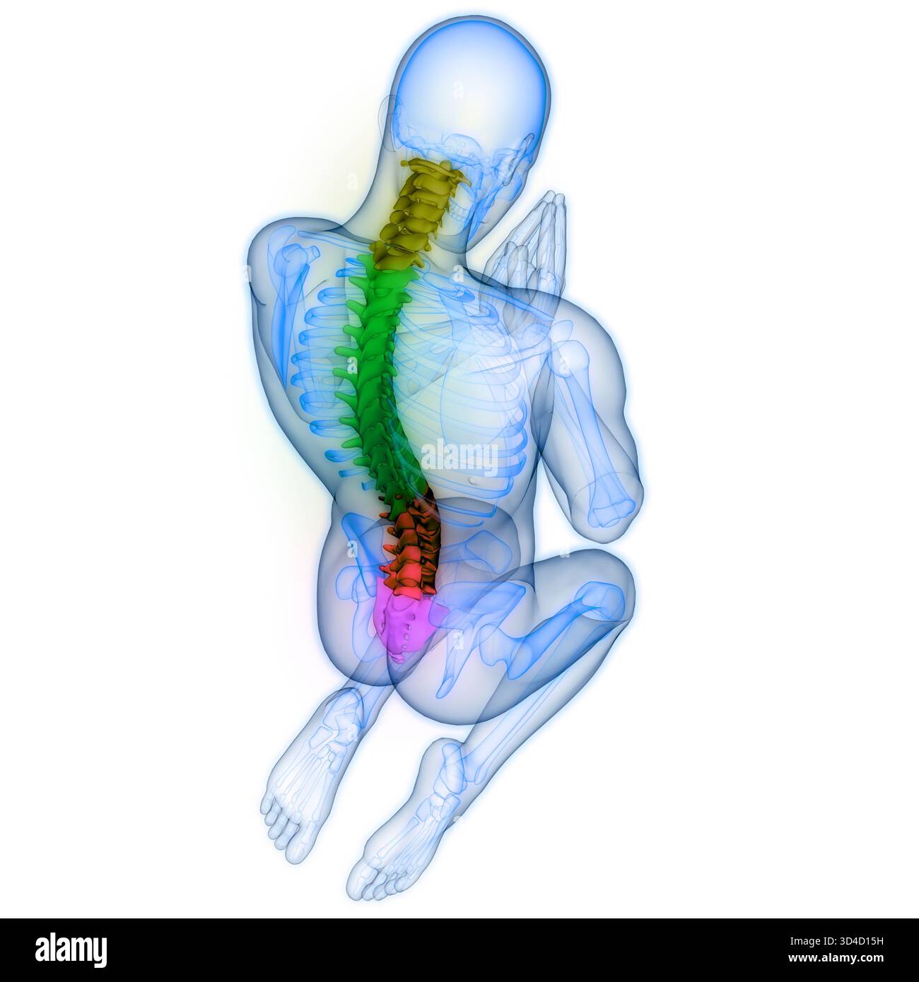 Spinal Cord Vertebral Column of Human Skeleton System Anatomy Stock ...