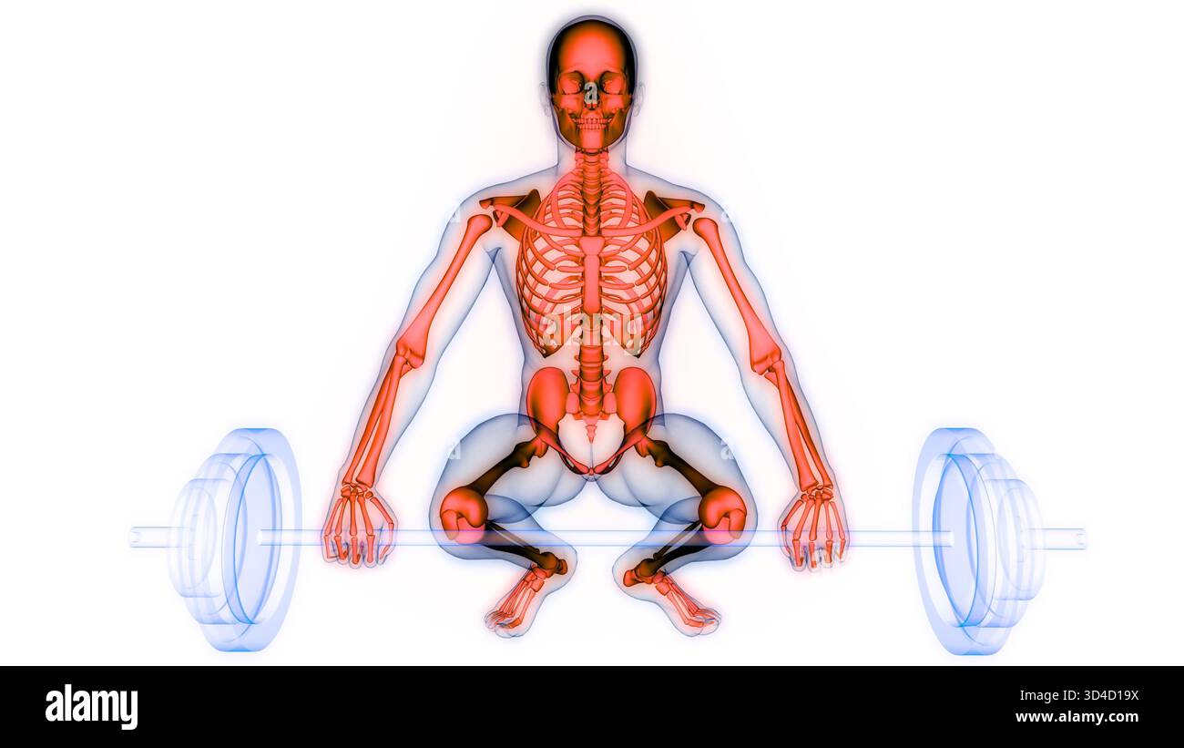 Human Lifting Heavy Barbell with Weights Anatomy Stock Photo - Alamy