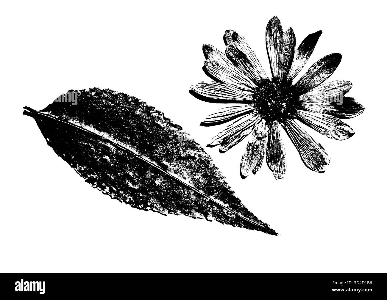 Leaf print close up Black and White Stock Photos & Images - Alamy