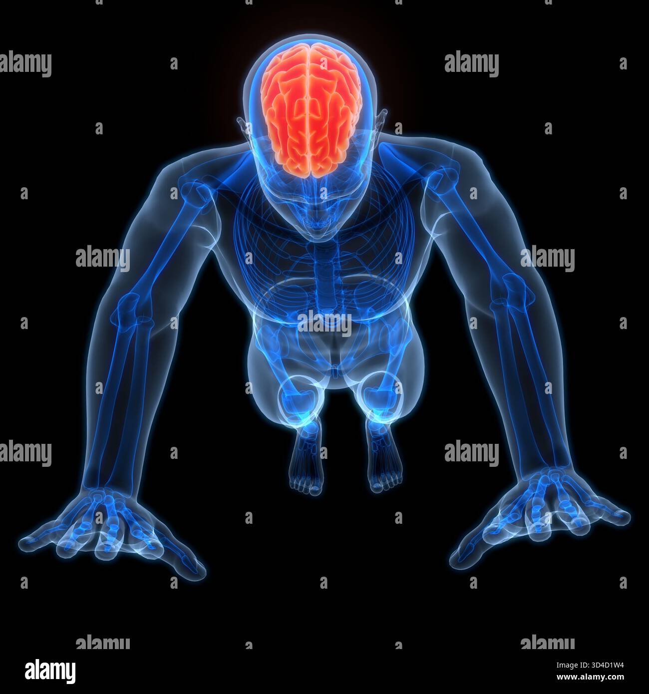 Central Organ of Human Nervous System Brain Anatomy Stock Photo - Alamy