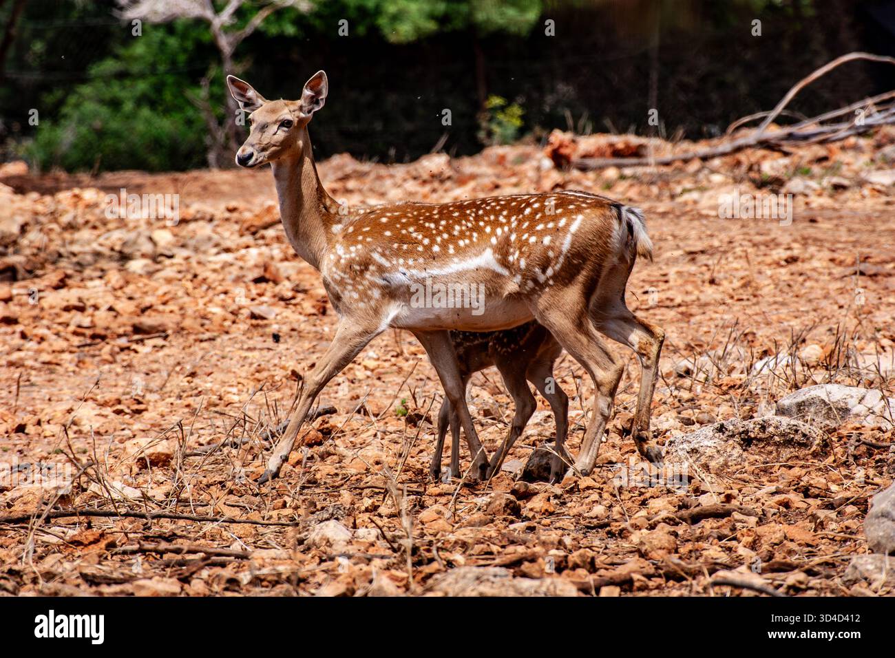 Juvenile fawn Mesopotamian Fallow deer (Dama mesopotamica) Photographed ...