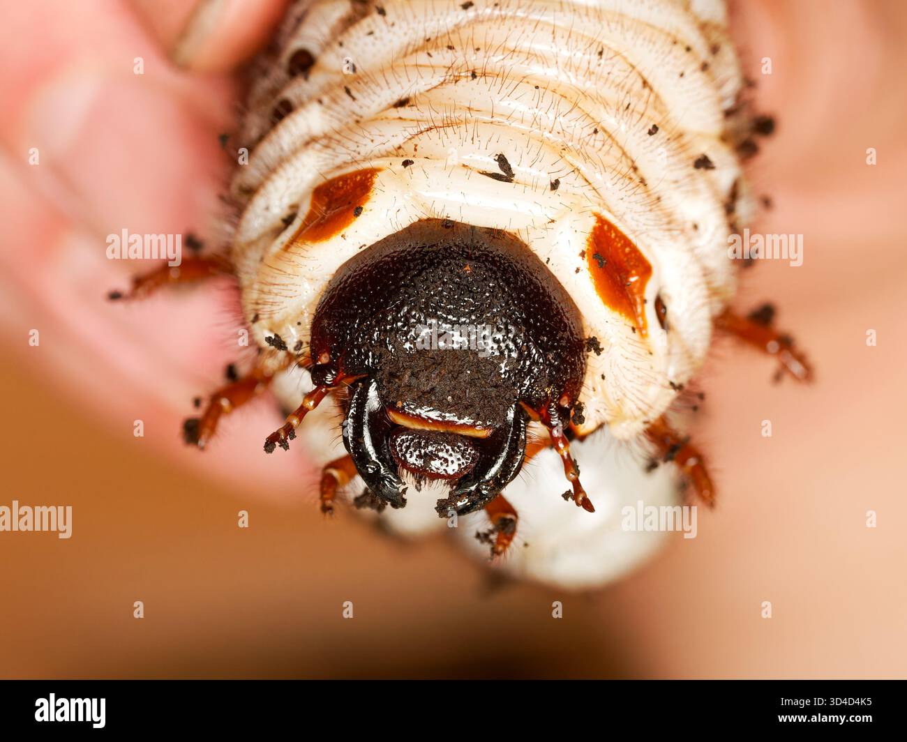 Beetle larva (white grub, Scarabaeidae sp.) in soil, photographed in ...
