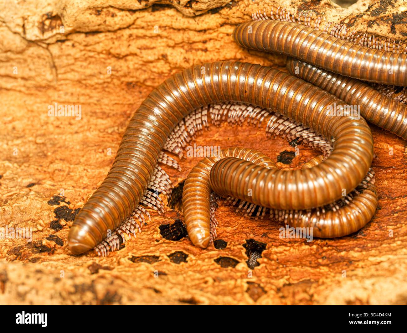 Beetle larva (white grub, Scarabaeidae sp.) in soil, photographed in ...