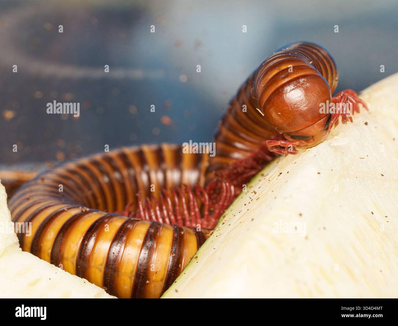 Decomposer arthropod hi-res stock photography and images - Alamy