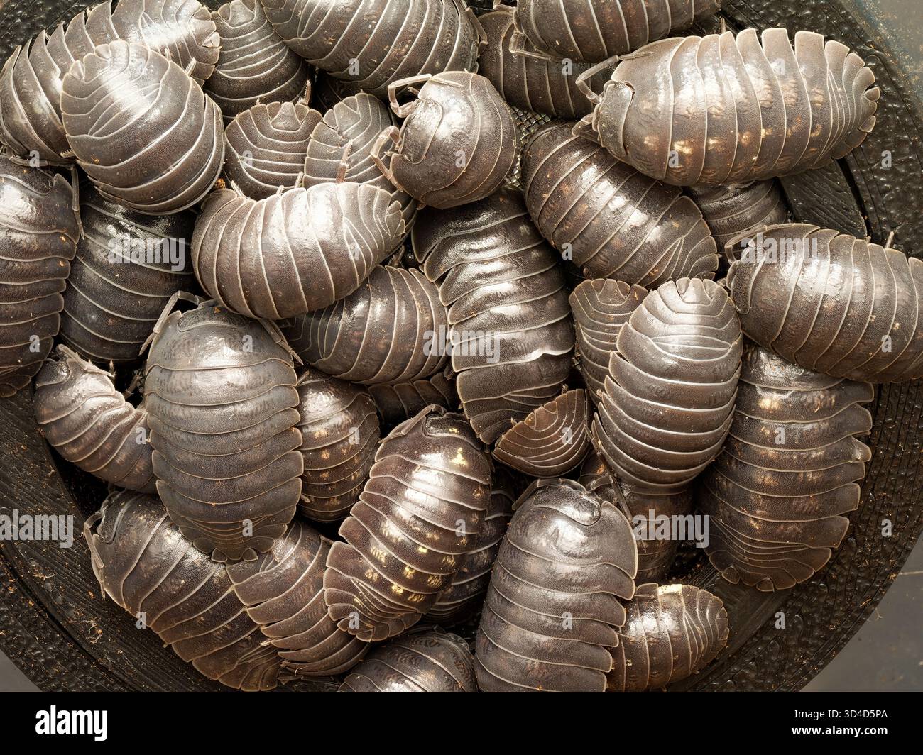 Clustered isopods hi-res stock photography and images - Alamy