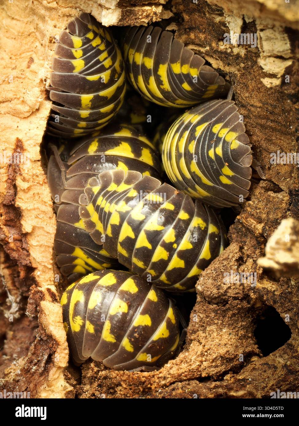 Clustered isopods hi-res stock photography and images - Alamy