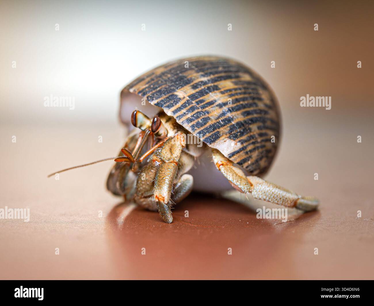 Hermit crab (Paguroidea sp.) partially emerging from its shell ...