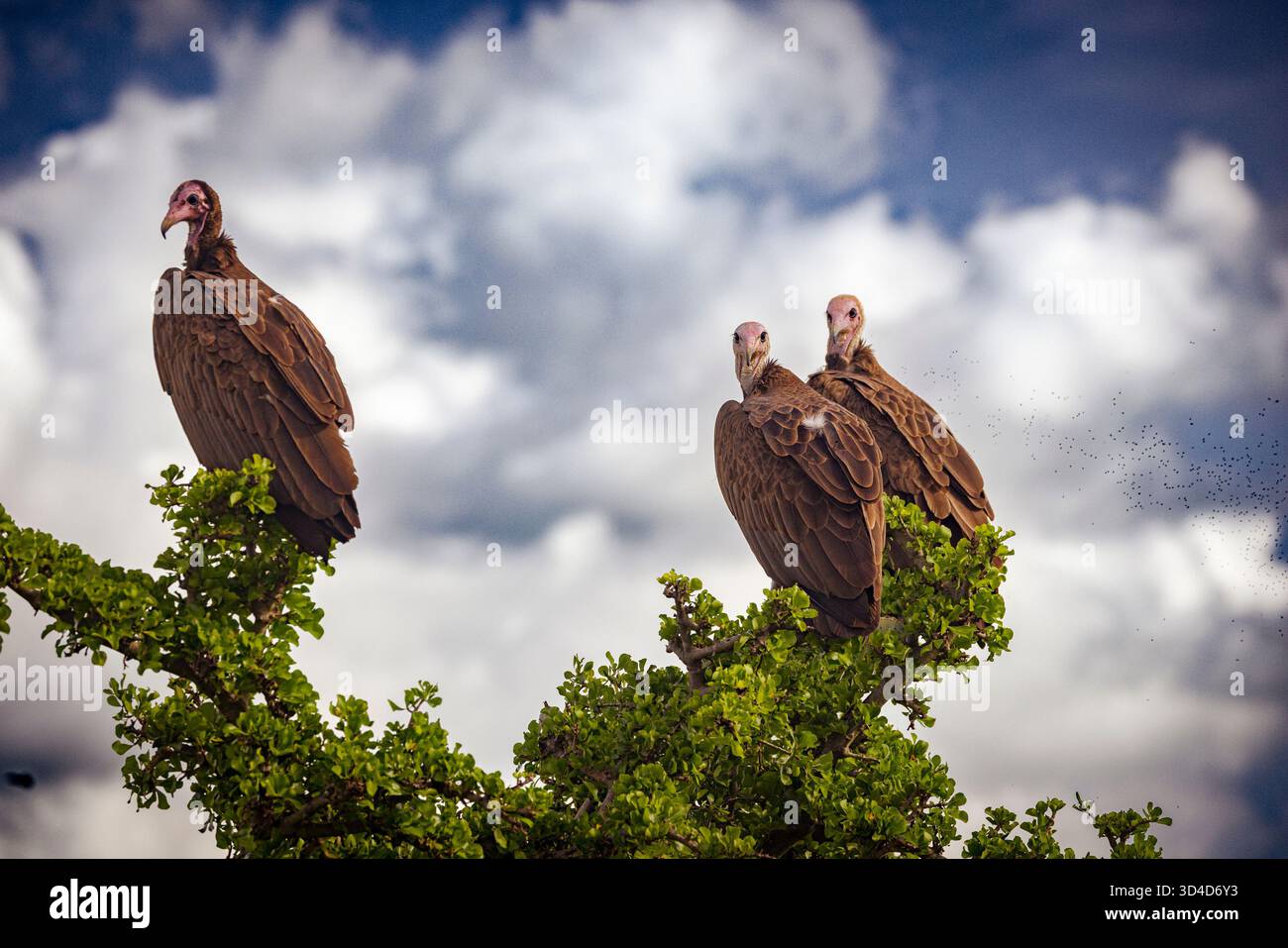 Hooded vultures on tree hi-res stock photography and images - Alamy