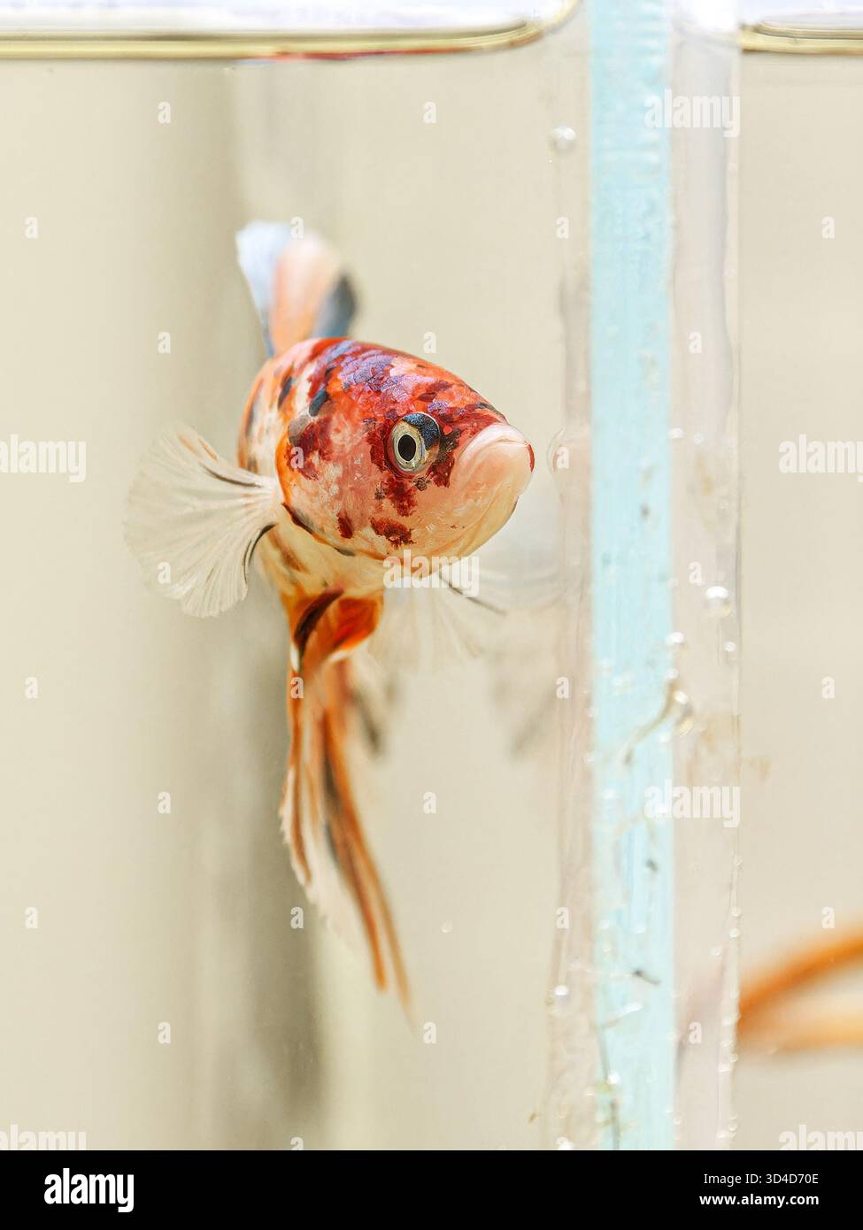 Siamese fighting fish (Betta splendens) swimming just below the water ...