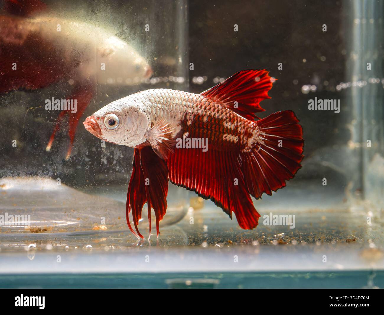 Siamese fighting fish (Betta splendens) with red fins swimming in a ...