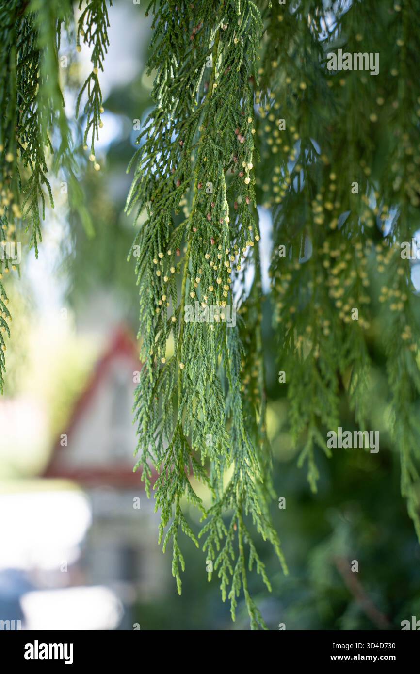 seed cones of the Chamaecyparis lawsoniana, known as Port Orford cedar ...
