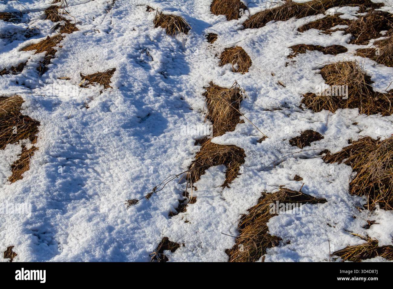 A winter landscape showcases a mix of snow and exposed grass with dried ...