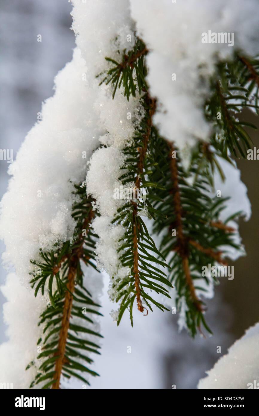 Pine tree branches are heavily laden with fresh snow in a serene winter ...