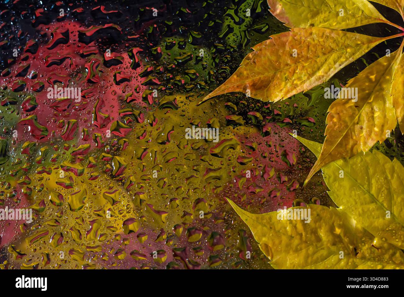 abstract background fall, glass drops autumn yellow leaves wet october ...