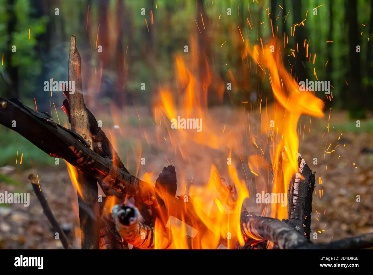 Flames rise from a pile of burning logs tranquil forest at dusk with ...