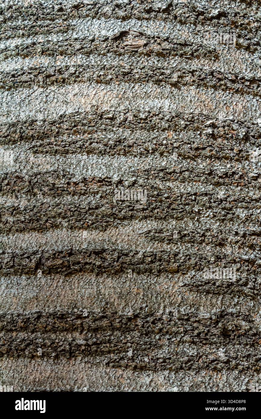 Close-up view highlighting the intricate patterns and textures of rough ...