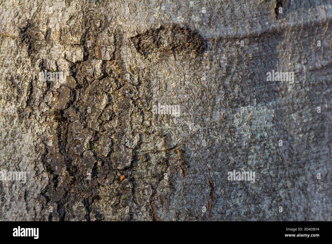 Close-up of tree bark displaying intricate textures and patterns under ...