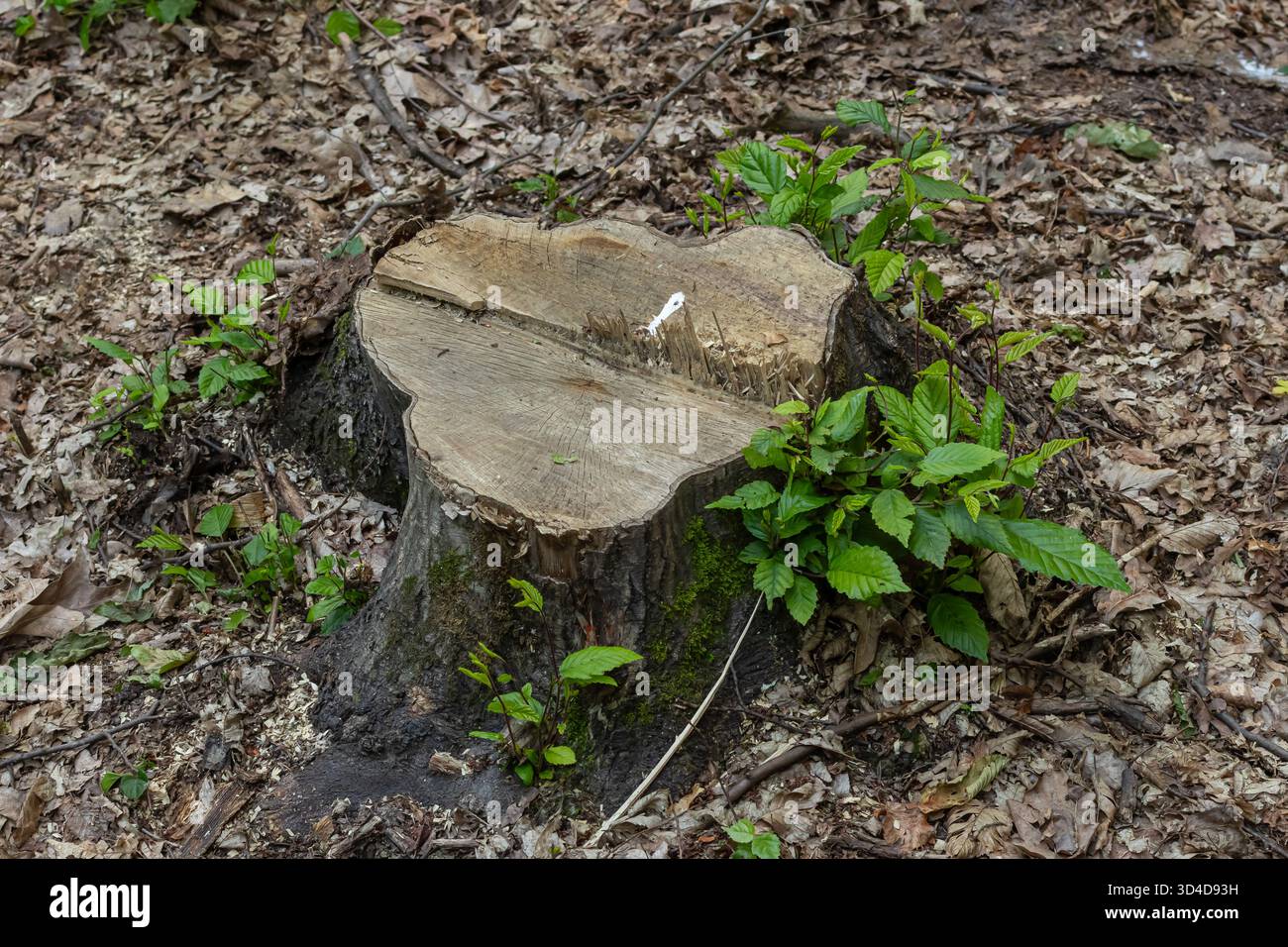 tree stump stands in a verdant forest with small plants and greenery ...