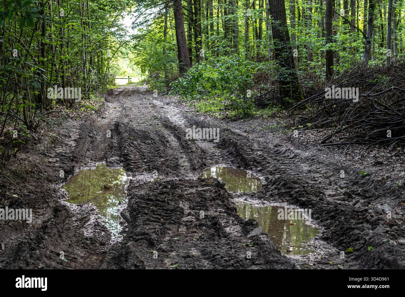 A rugged path in a lush forest showcases muddy conditions with puddles ...