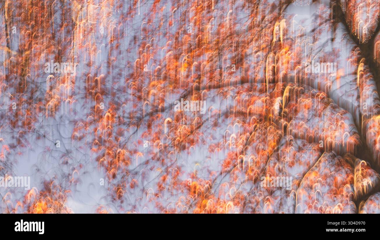 Dreamlike autumn trees captured hi-res stock photography and images - Alamy
