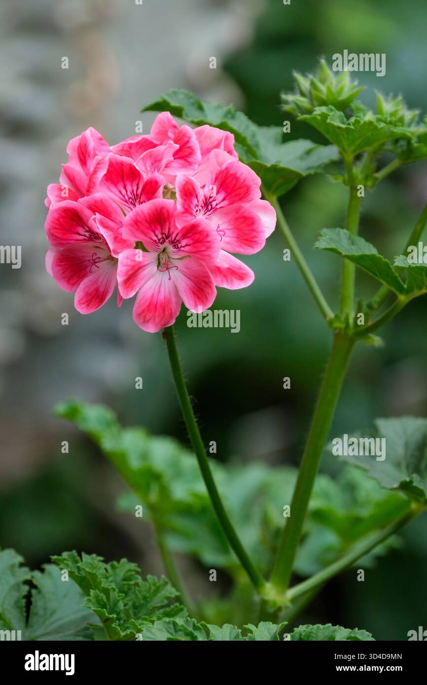 Pelargonium Paton's Unique, geranium Paton's Unique, clusters of single ...