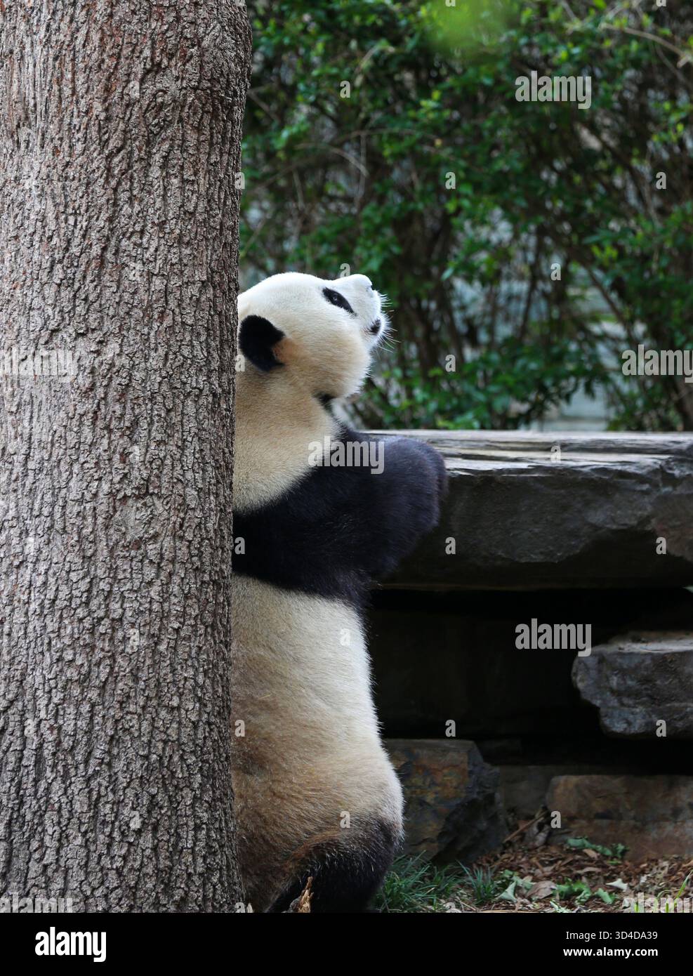(251110) -- ADELAIDE, Nov. 10, 2025 (Xinhua) -- Giant panda Yilan is ...