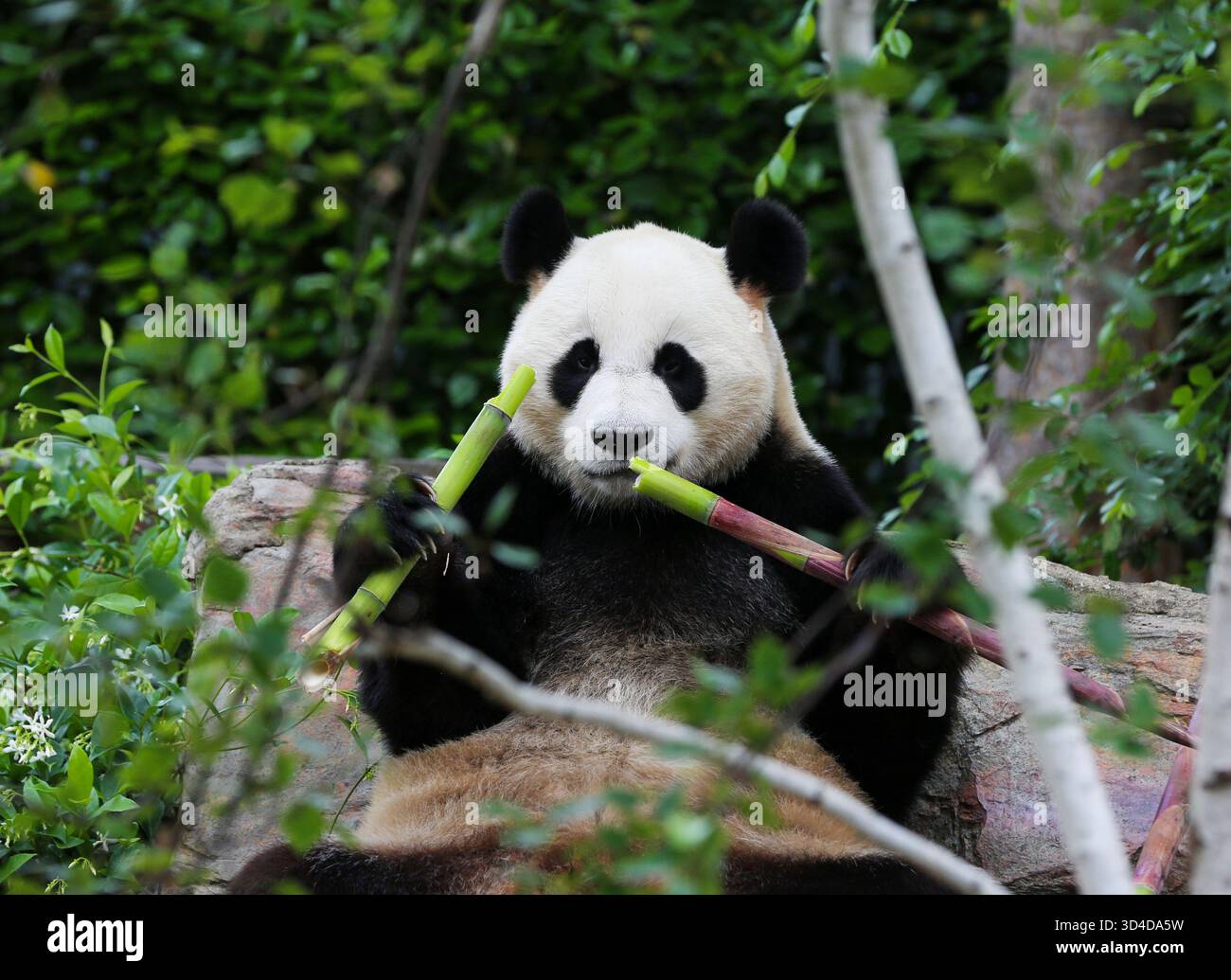 (251110) -- ADELAIDE, Nov. 10, 2025 (Xinhua) -- Giant panda Yilan eats ...