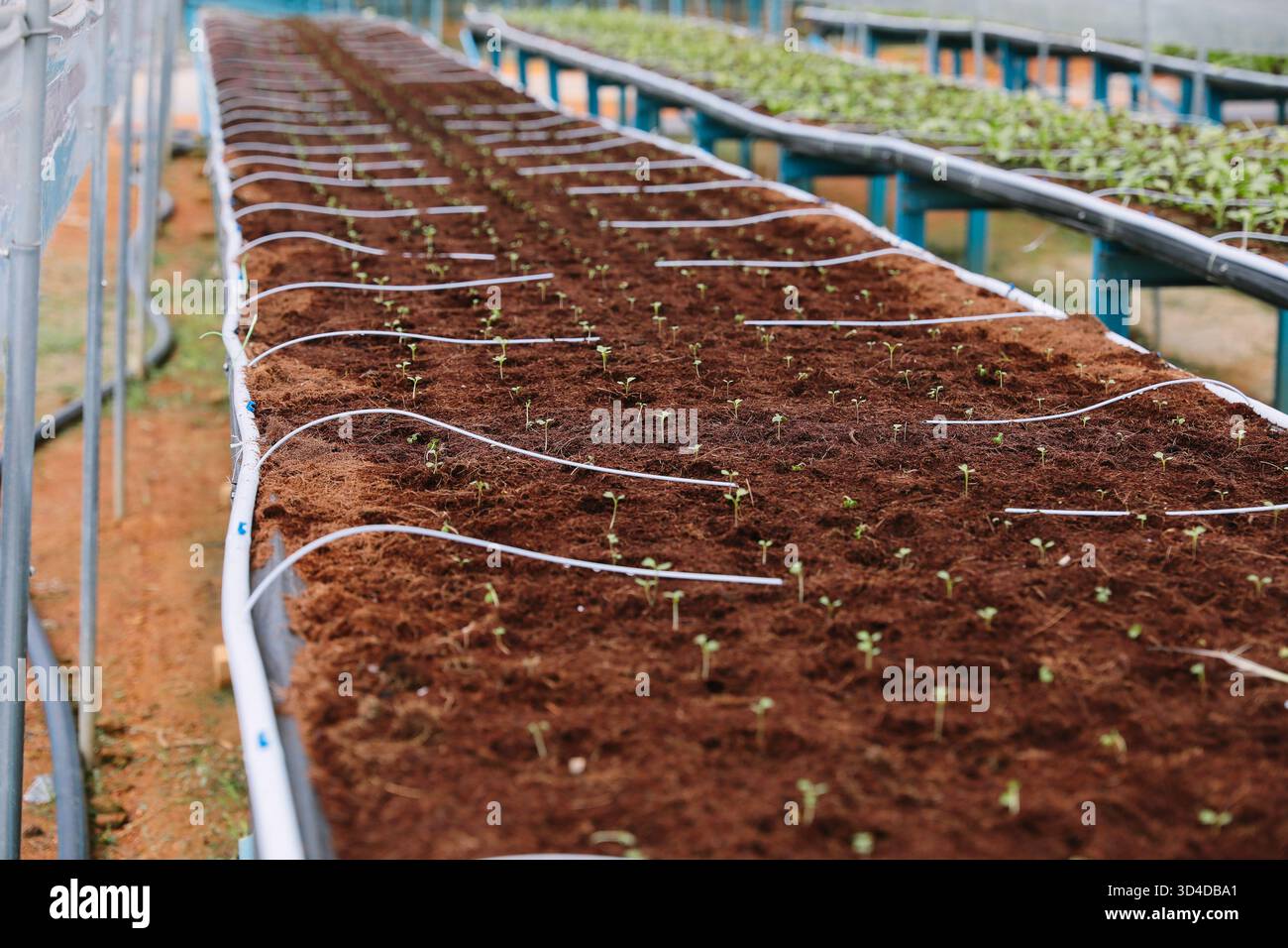 Rows of freshly planted vegetable seedlings emerging from rich organic ...