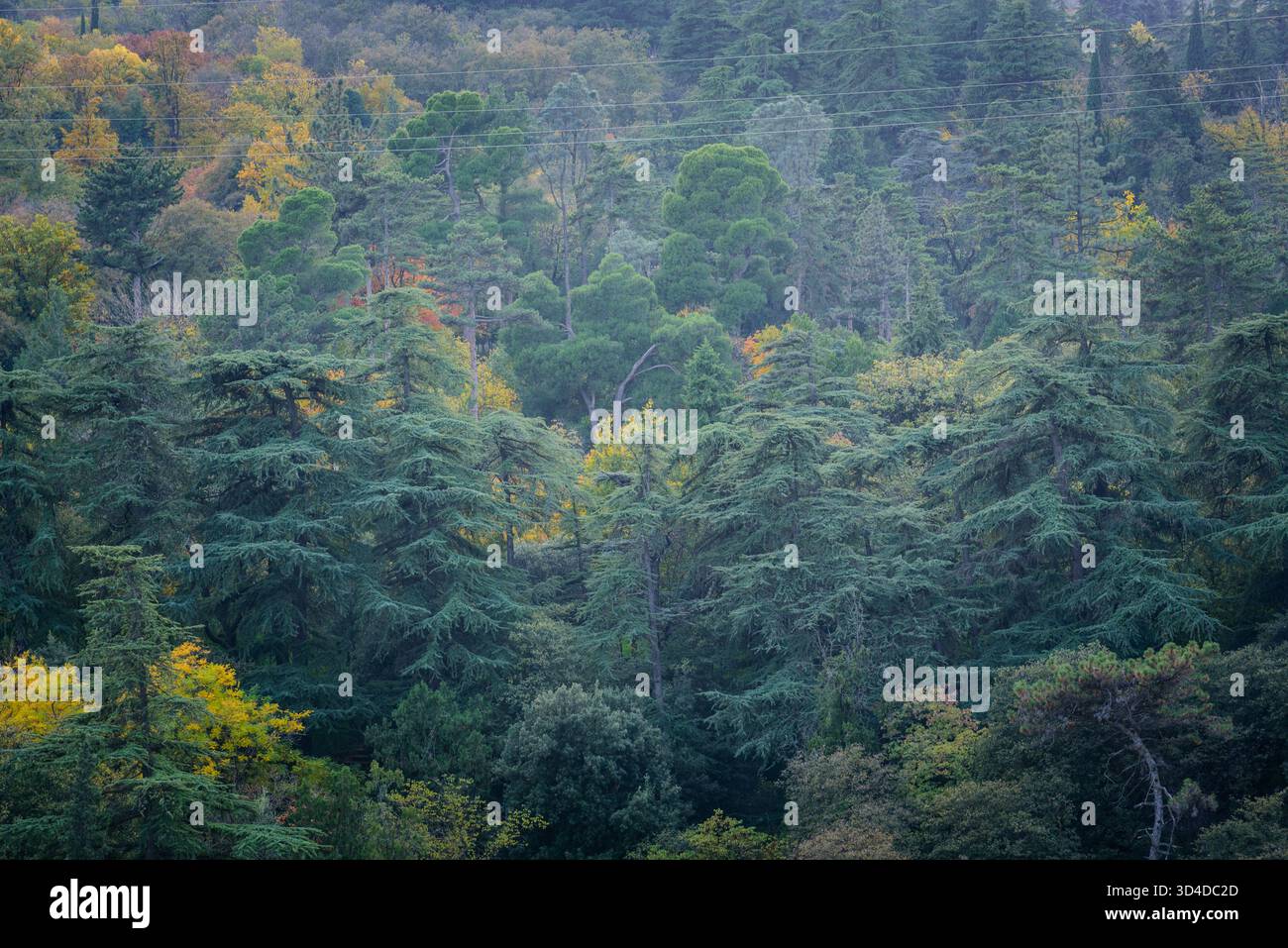 Autumn foliage in the National Botanical Garden in Sololaki hills in ...