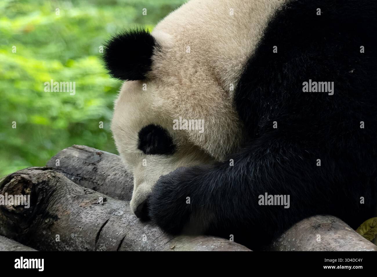 Giant pandas in Chengdu City, southwest China's Sichuan Province, 7 ...
