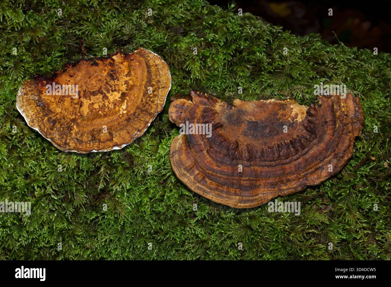 Plant pathogen causing white rot hi-res stock photography and images ...