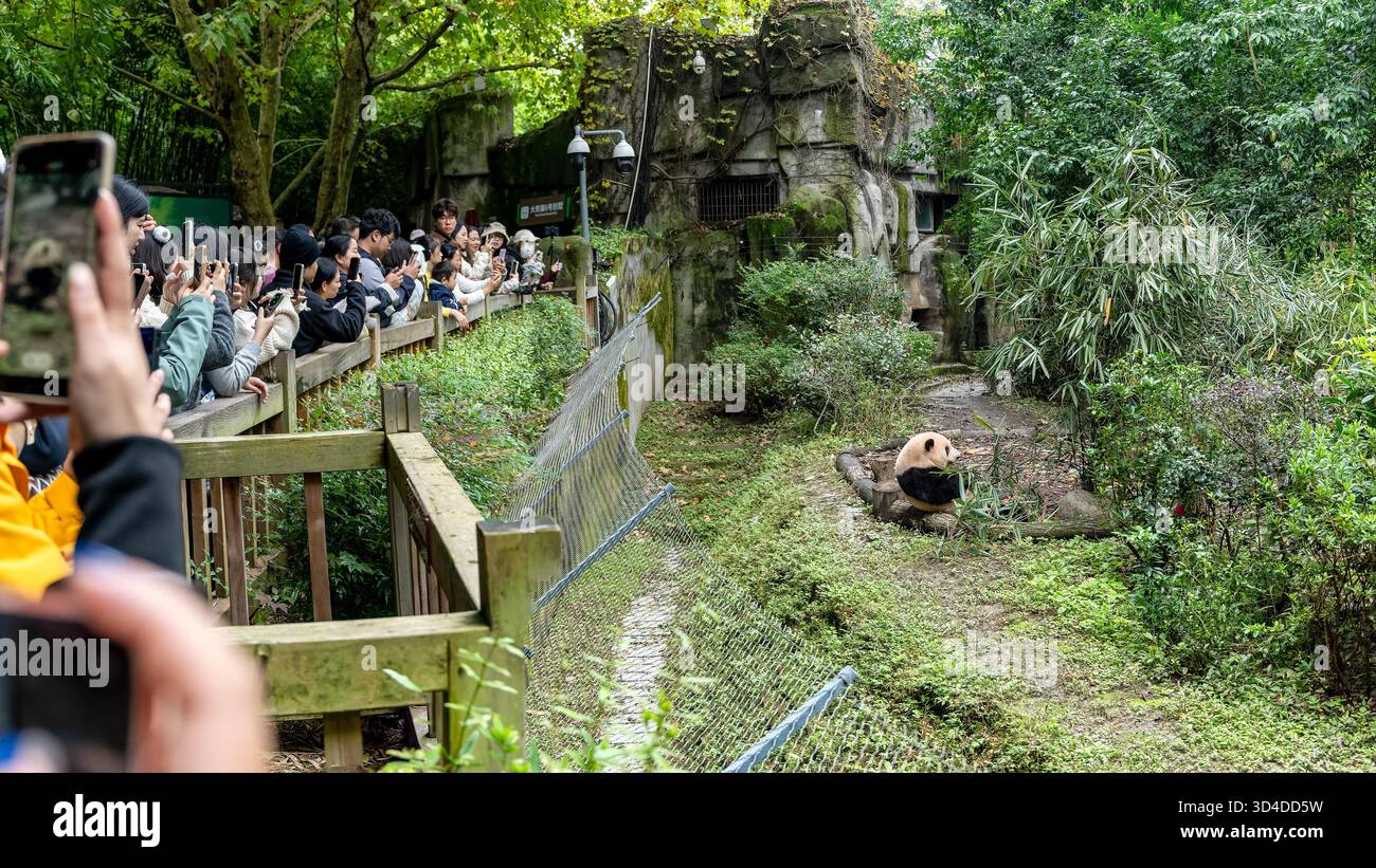 Giant pandas in Chengdu City, southwest China's Sichuan Province, 7 ...