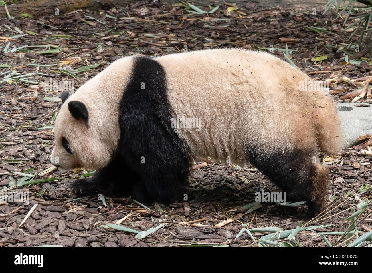 Giant pandas in Chengdu City, southwest China's Sichuan Province, 7 ...